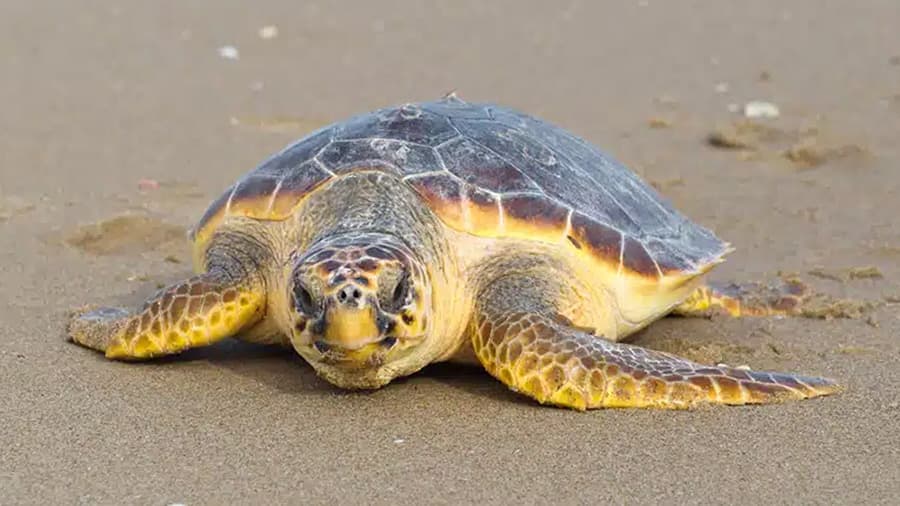 Santuario de Tortugas en Isla Saona - Turismo y Conservación